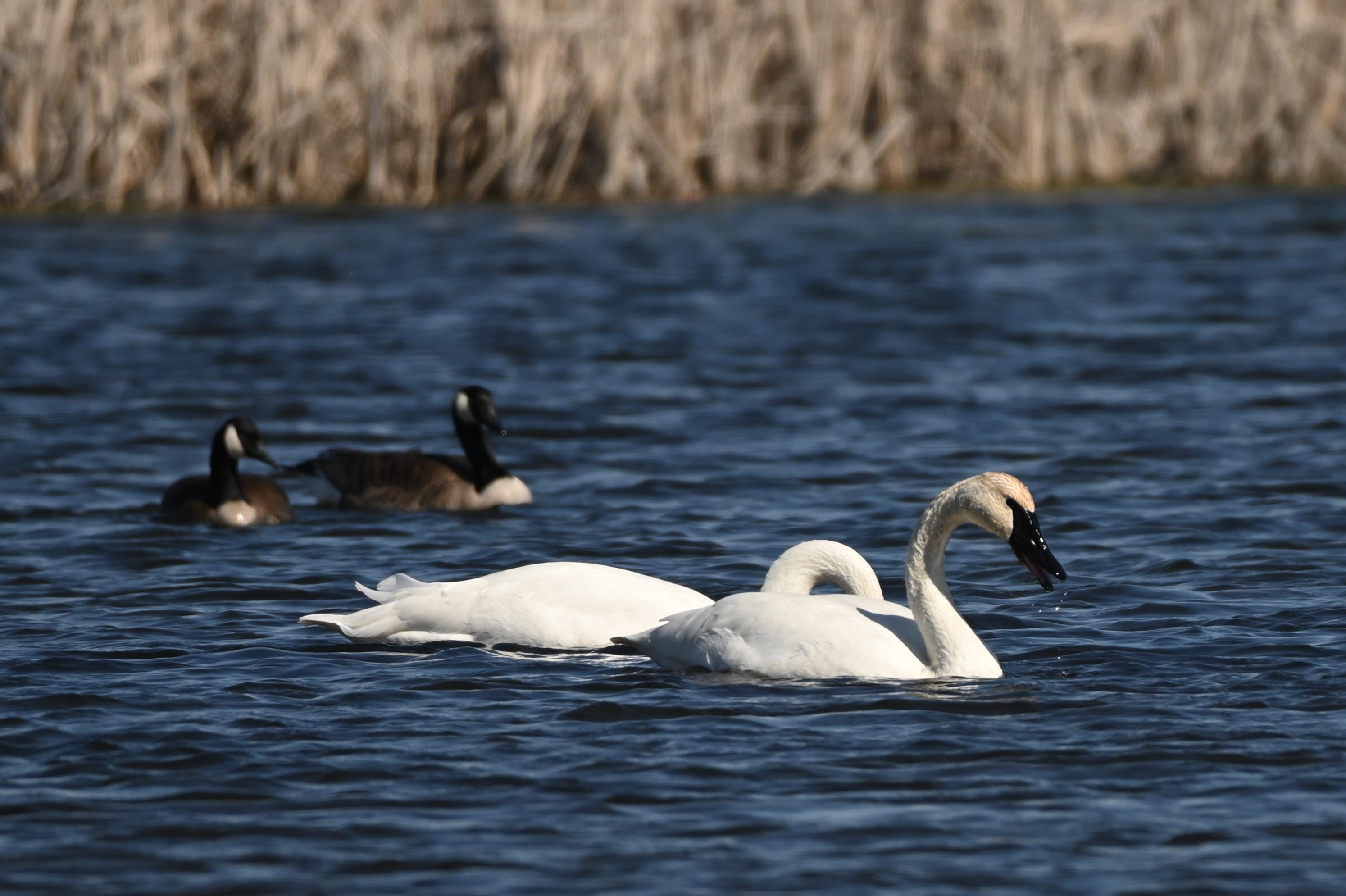 Newsletter-March 2024 – Lakeland Audubon Society